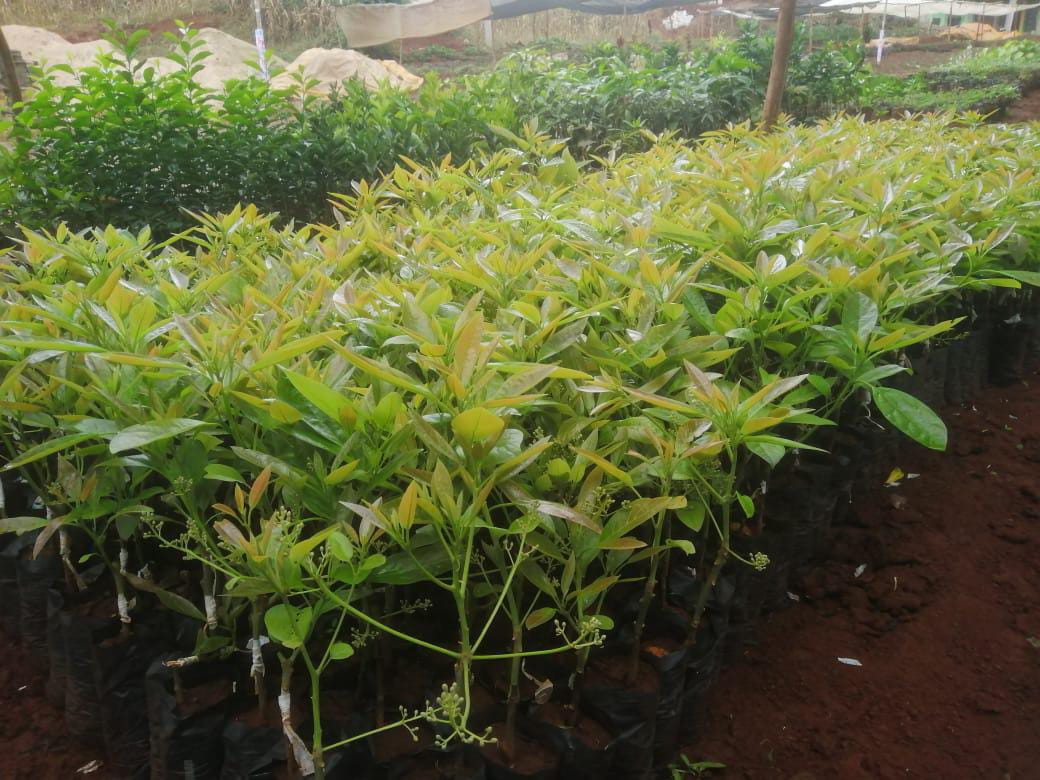 Grafted Hass avocado Seedlings - TECH EL